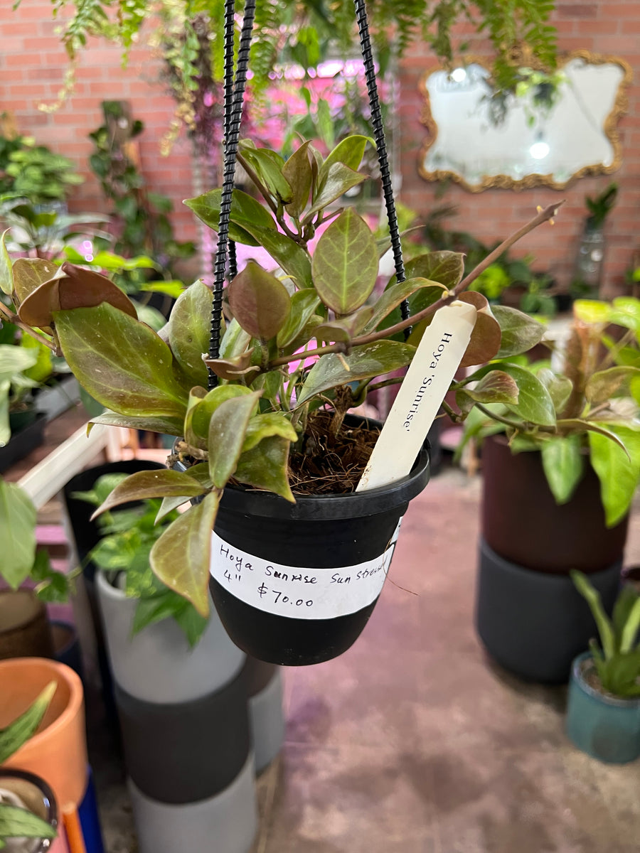 Hoya Sunrise Hanger – UPshining