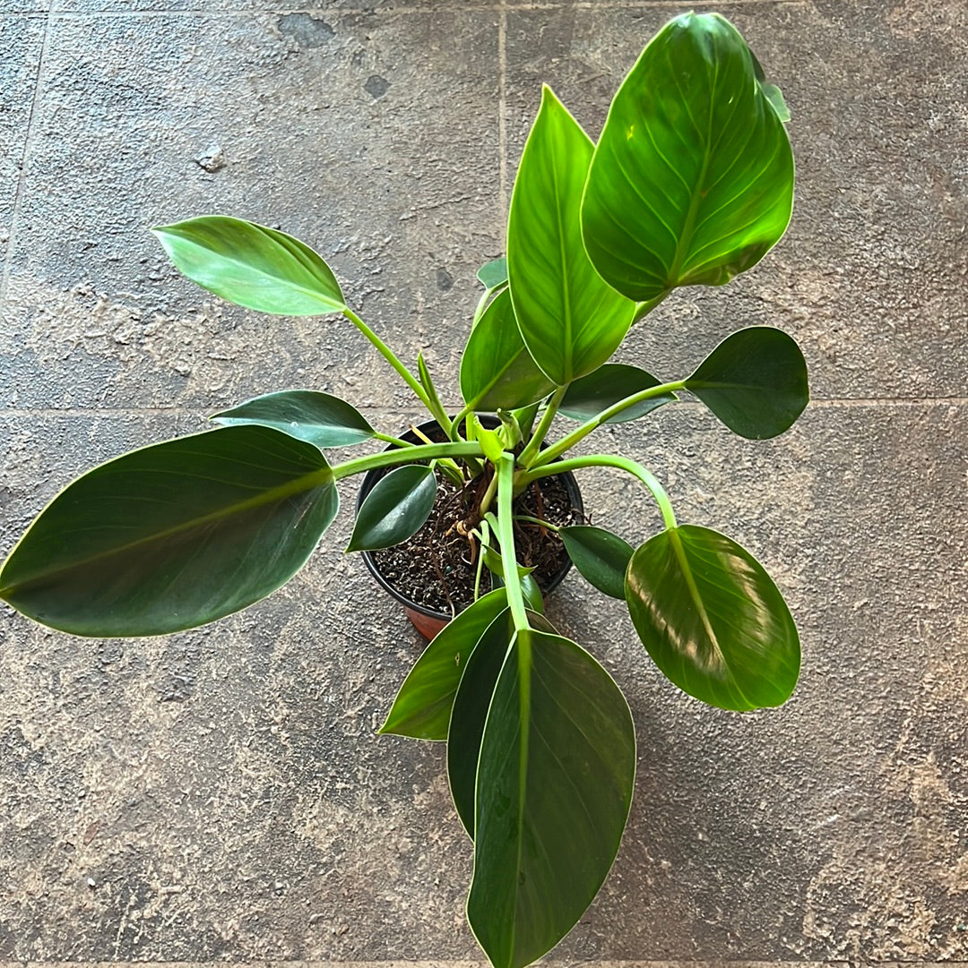 Philodendron Green Congo 6" – UPshining